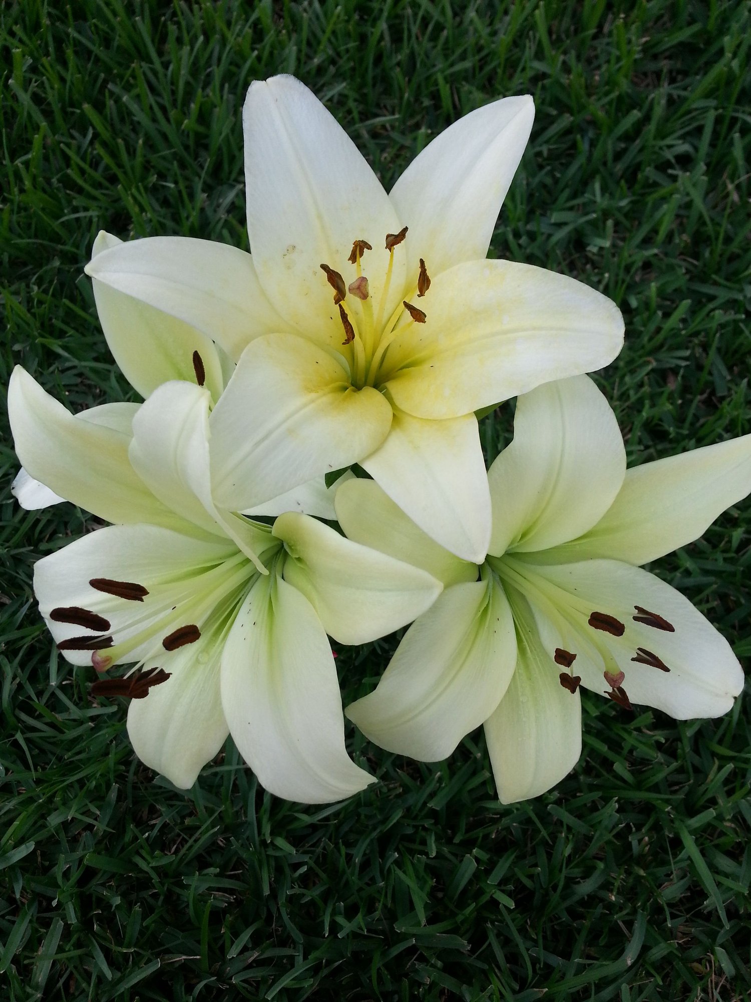 Green Tinted Lilies photo by lamarcoux on Garden Showcase
