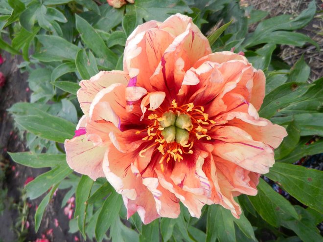 Copper Kettle photo by hpeonies on Garden Showcase