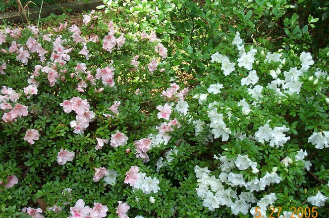 White and Pink Gumpo. Not the photo by walkerh282 on Garden Showcase
