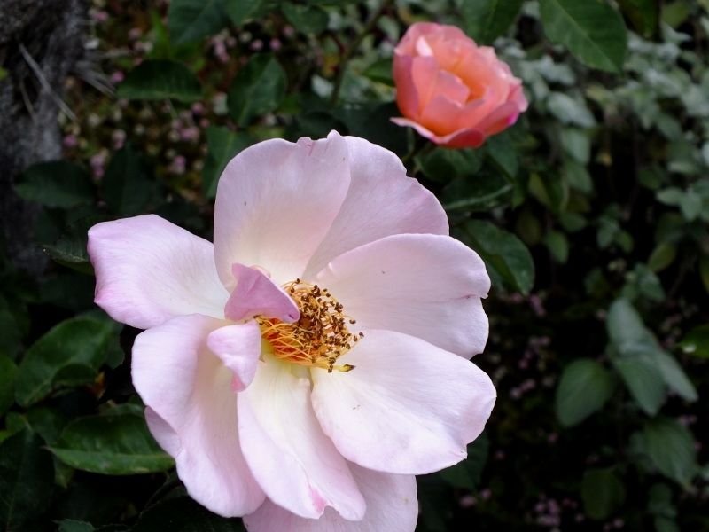Meg, climbing rose 1954 photo by RosinaBloom on Garden Showcase