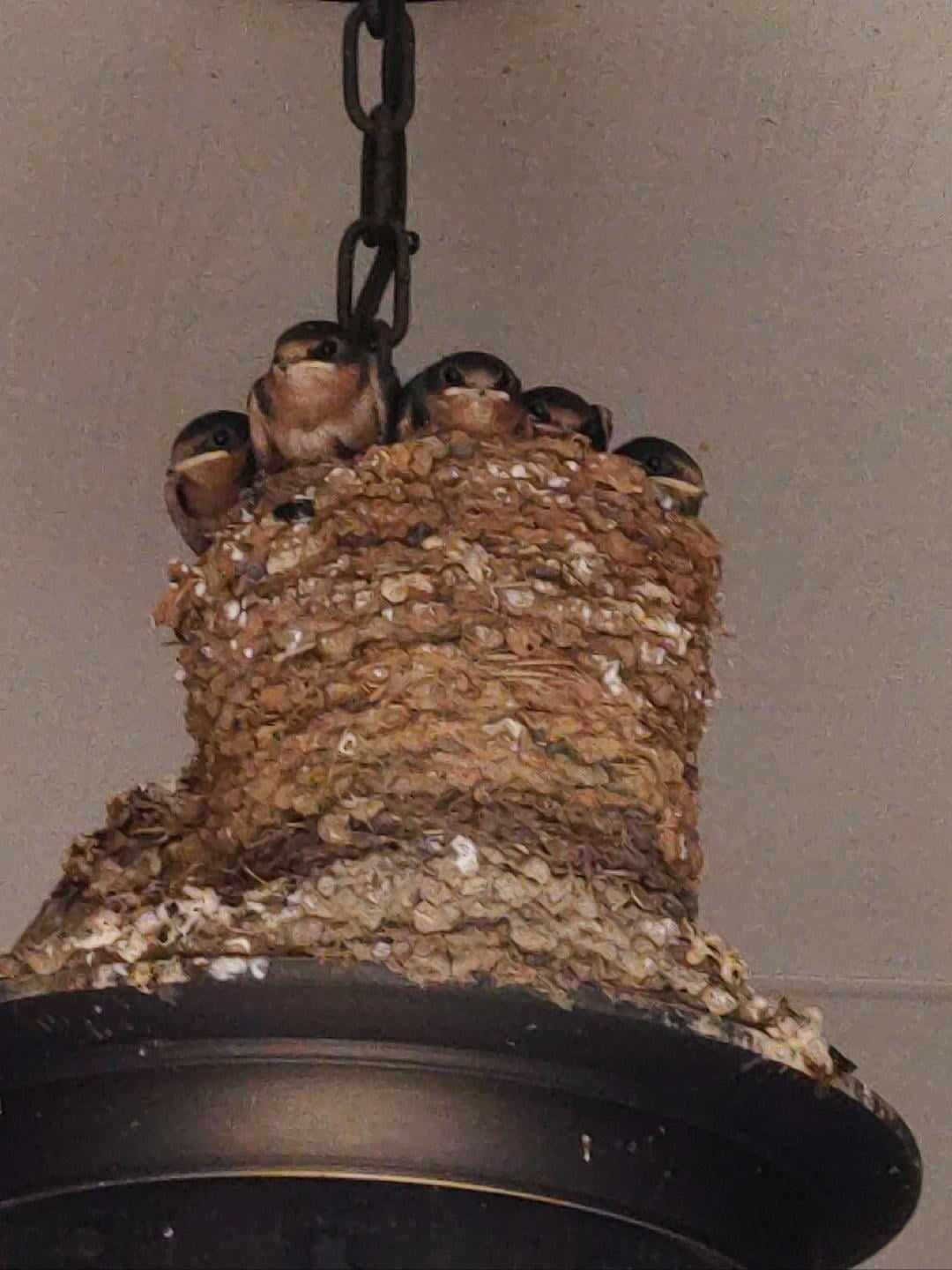 Baby bird poop - DoItYourself.com Community Forums