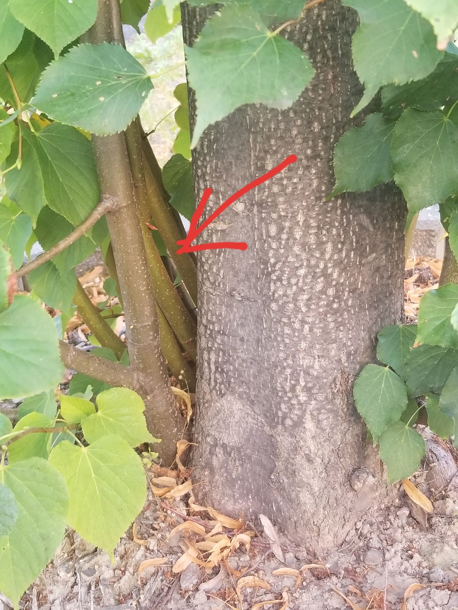 best way to deal with these tree suckers - DoItYourself.com Community ...