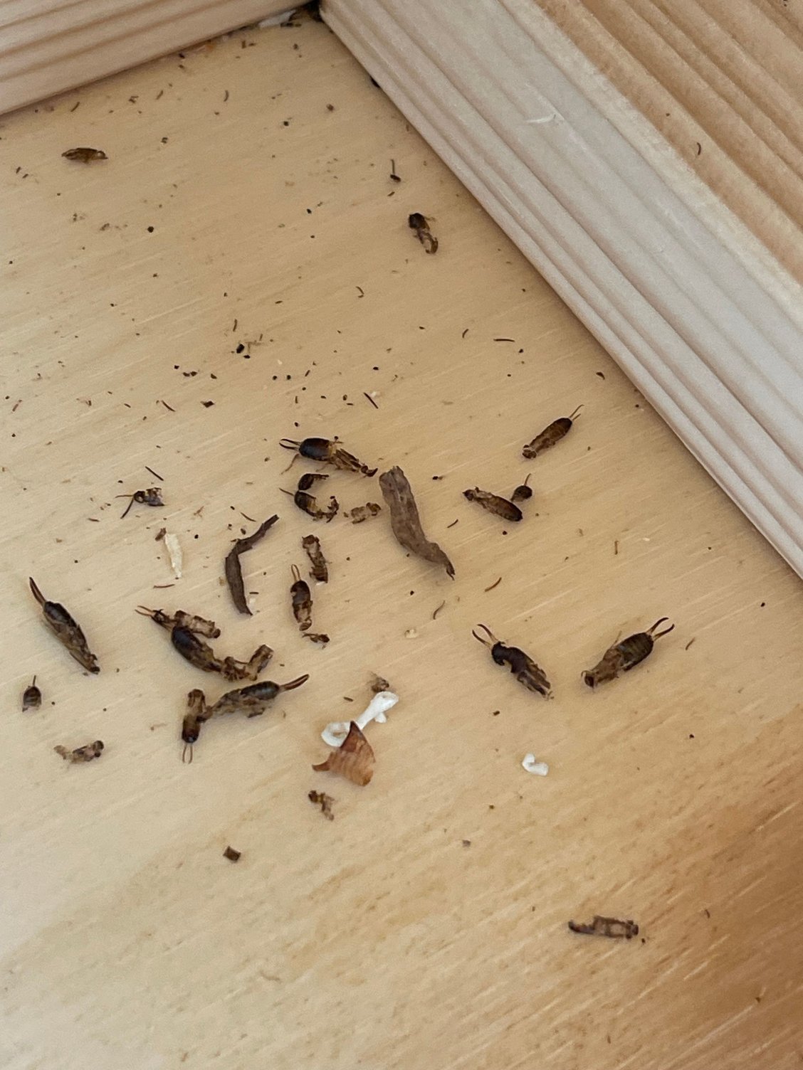What are these bugs in my new Amish shed? I’m freaking out ...