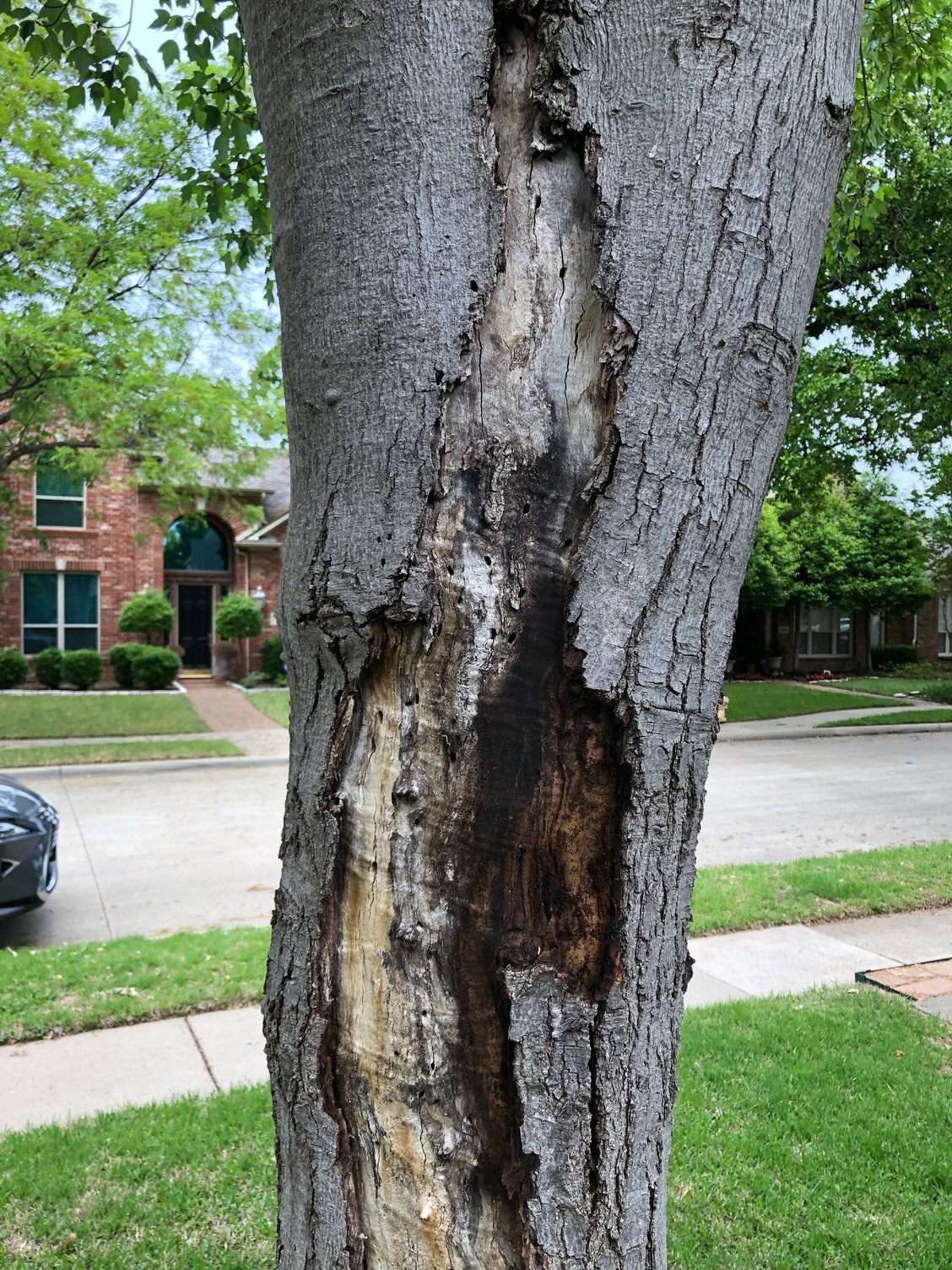 tree bugs - DIY? - DoItYourself.com Community Forums