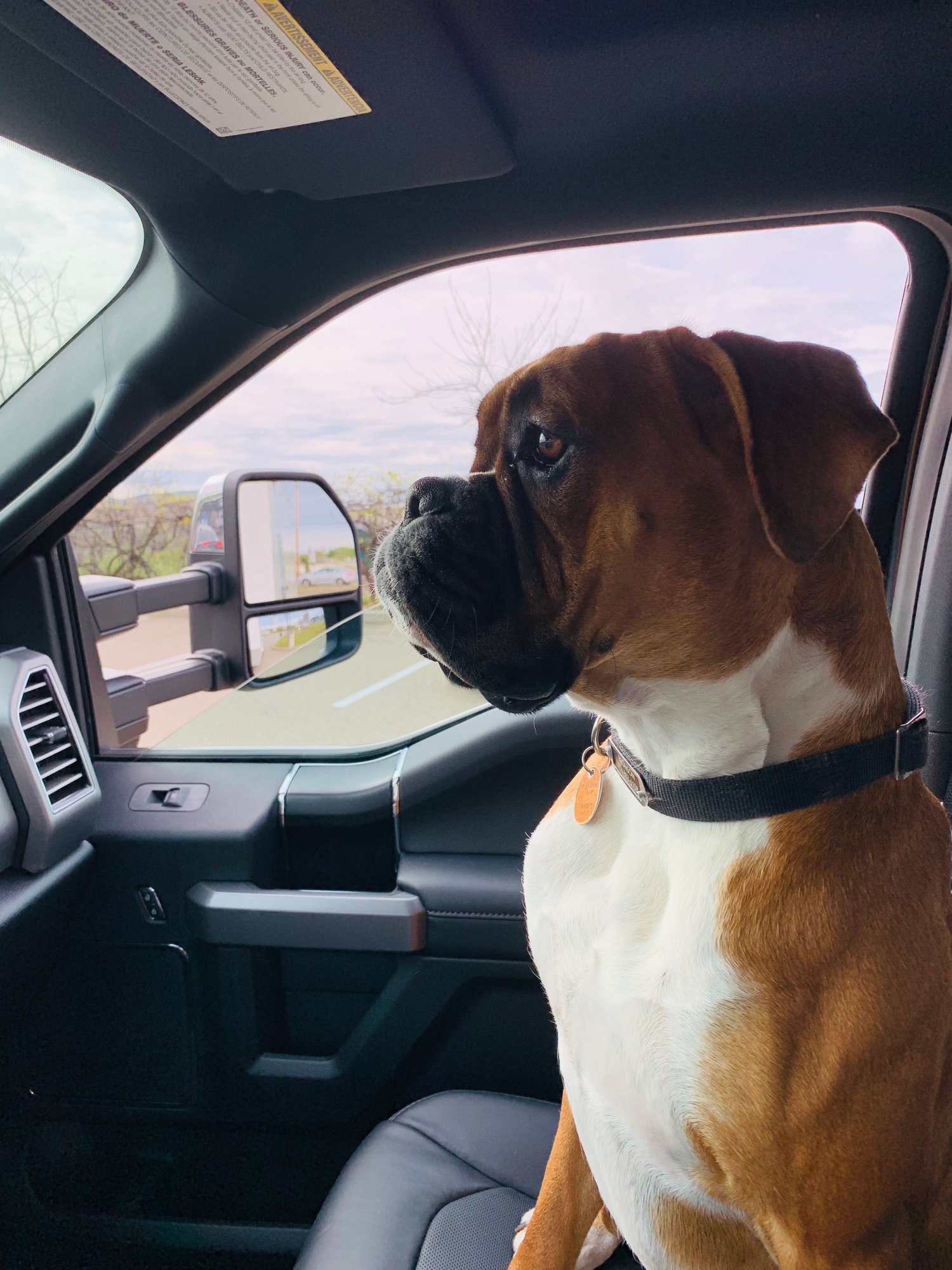 Dogs and our Trucks Pics - Page 12 - Ford Truck Enthusiasts Forums