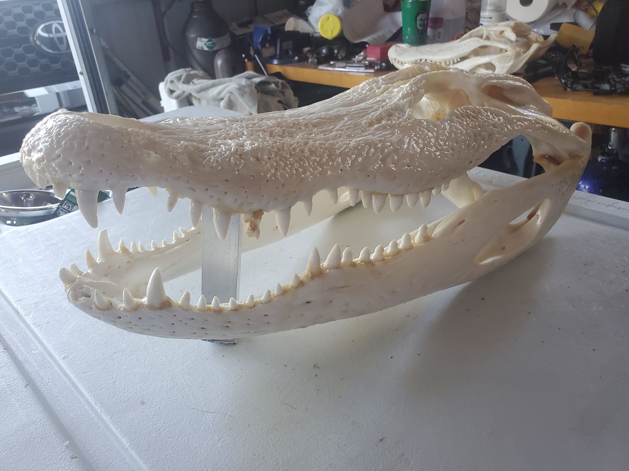 Alligator Skulls - The Hull Truth - Boating and Fishing Forum