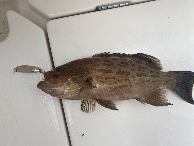 Juvenile Scamp Grouper